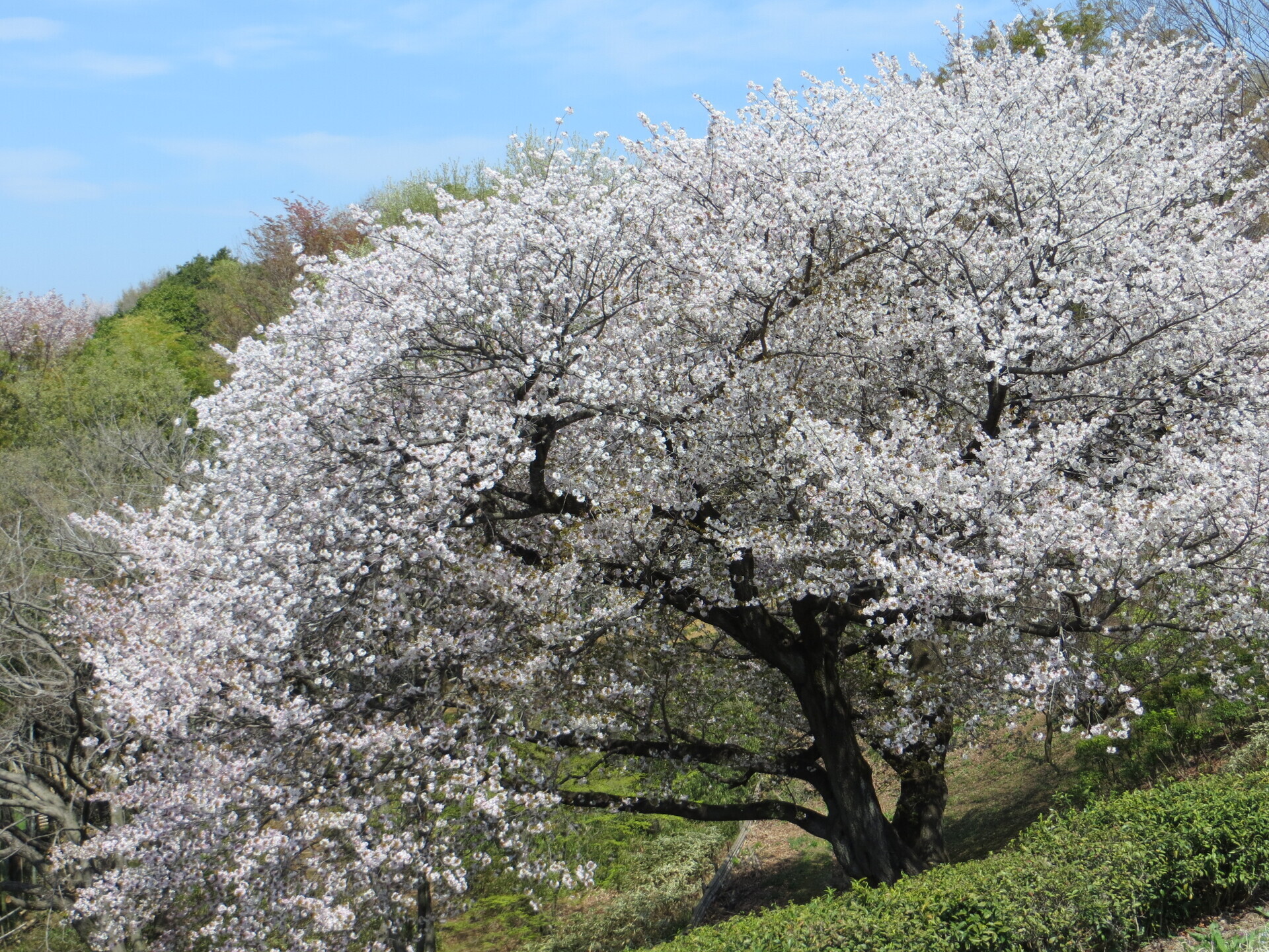 諸行無常: 吉田庵