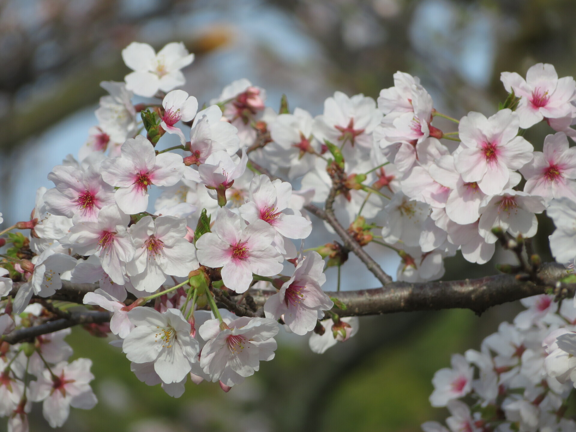 桜の花は・・・: 吉田庵